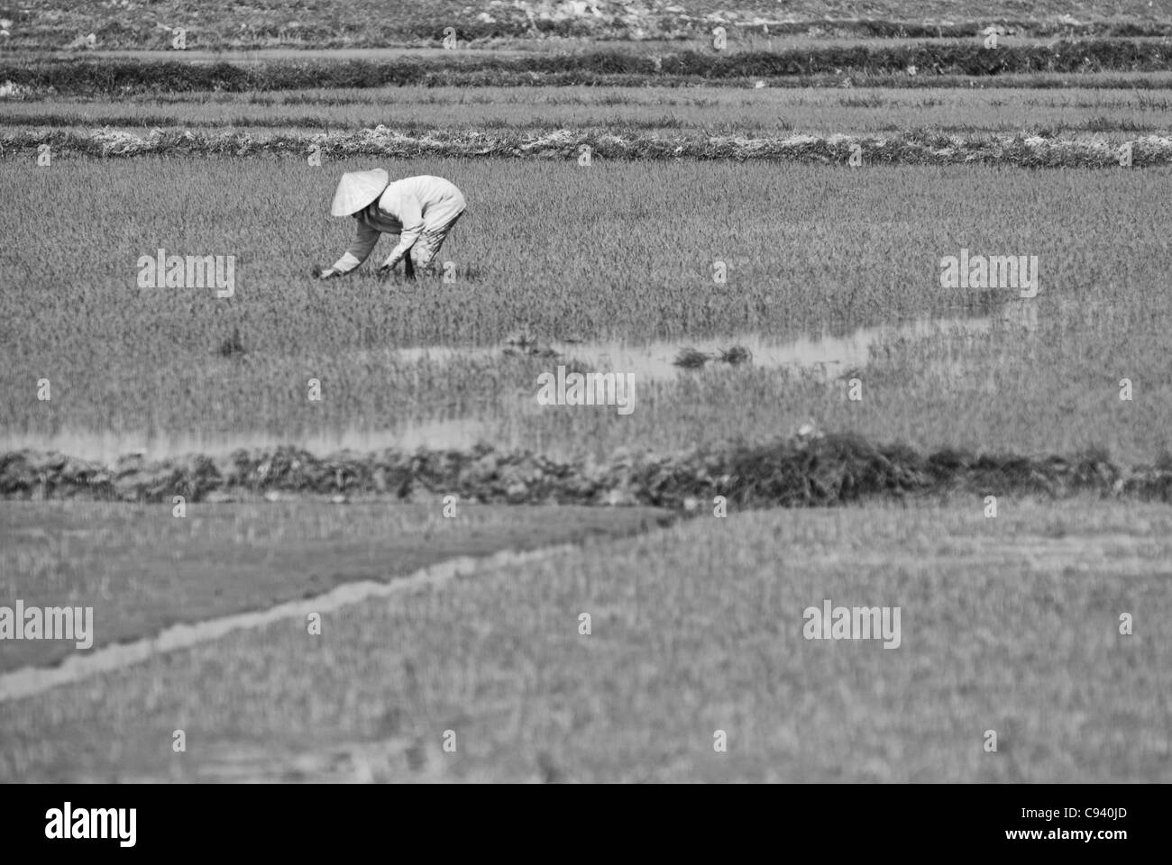 Asia, Vietnam, nr. Hoi An. People working in a rice field near Hoi An ...