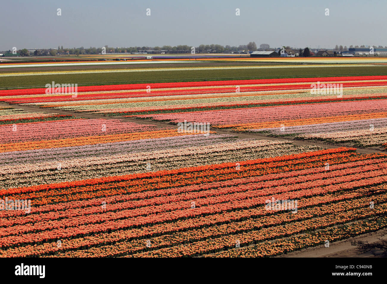 Colorful flower fields in the Netherlands Stock Photo - Alamy