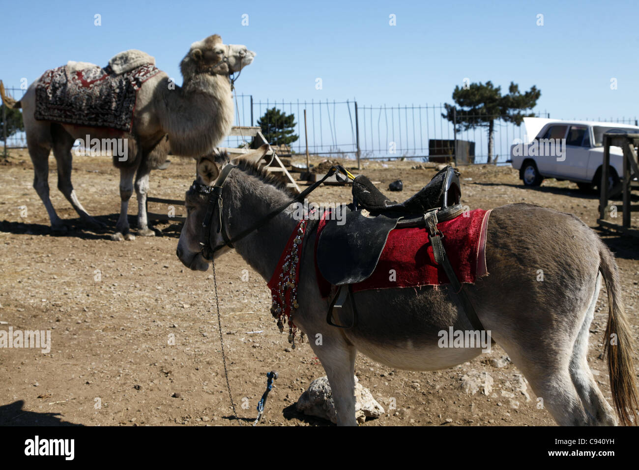 CAMEL & DONKEY AI-PETRI CRIMEA UKRAINE 27 September 2011 Stock Photo ...
