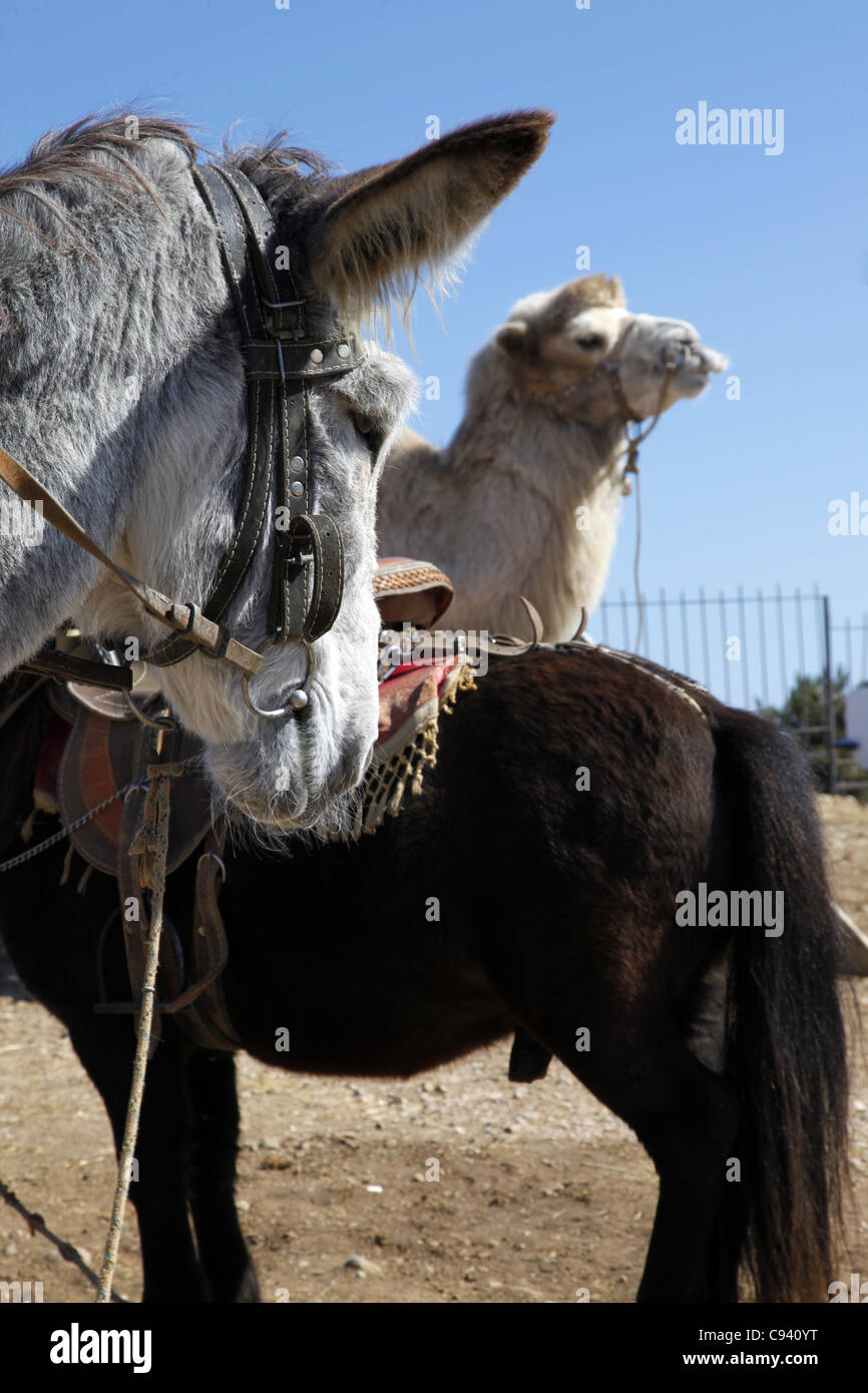 Donkey camel hi-res stock photography and images - Alamy