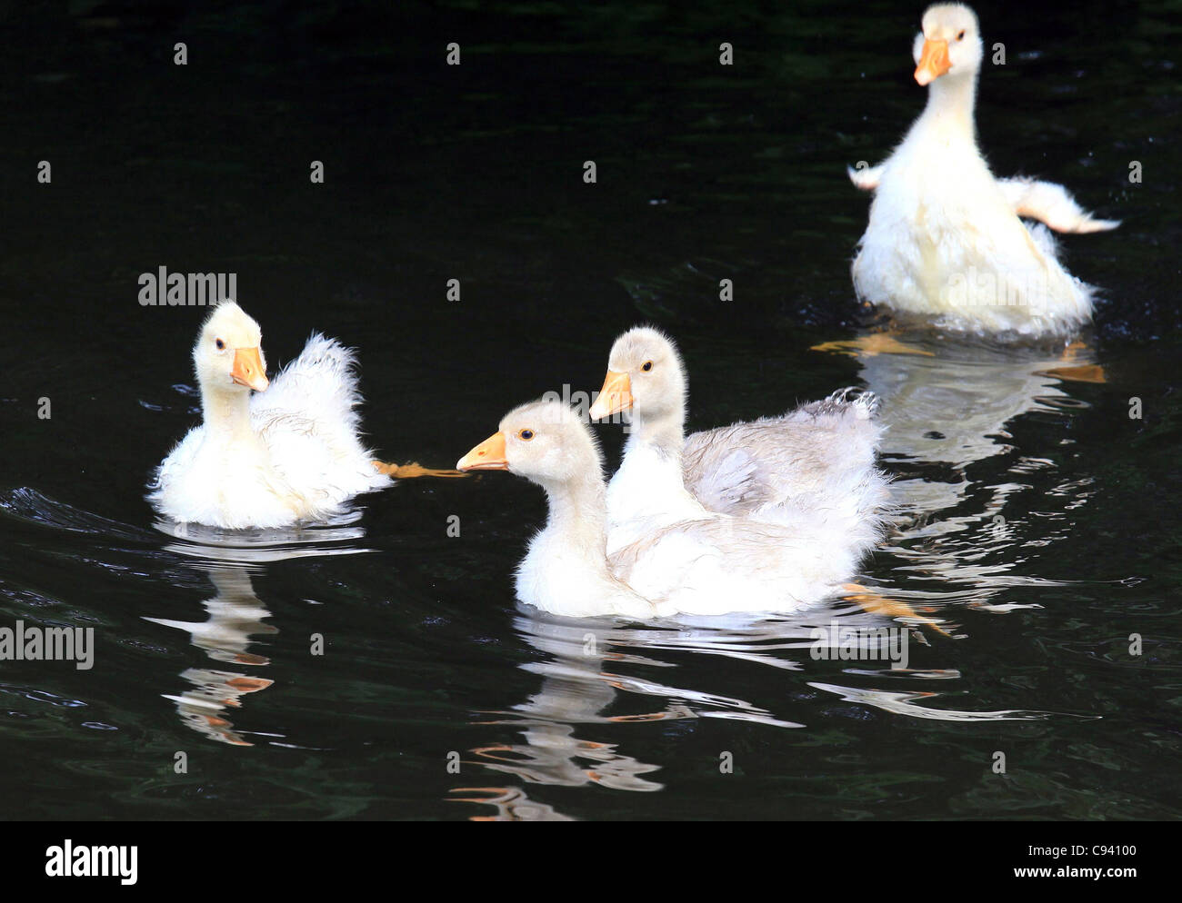 Little geese in the water Stock Photo - Alamy