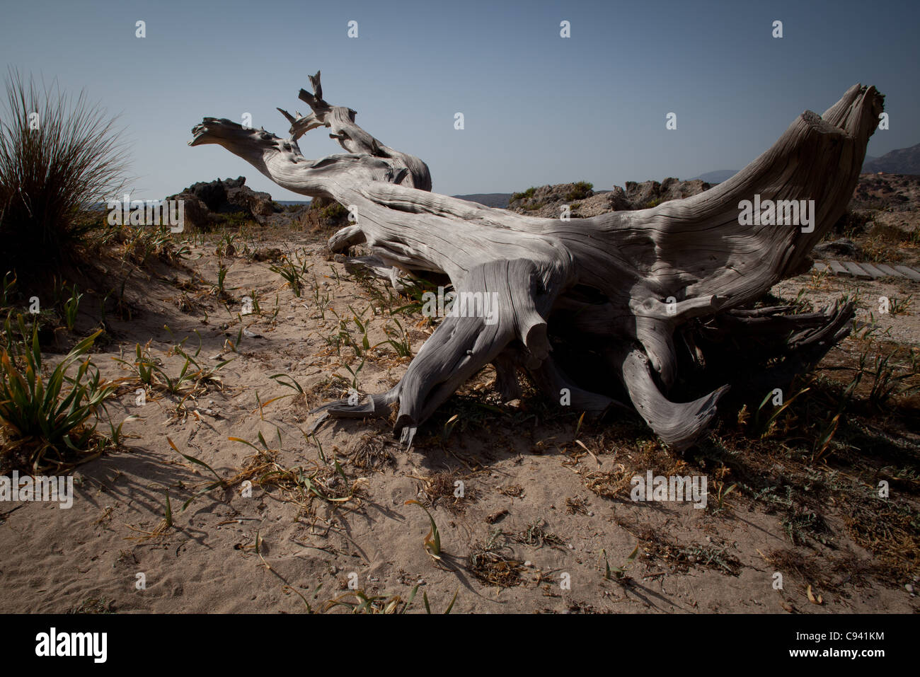 weathered tree on beach Stock Photo - Alamy
