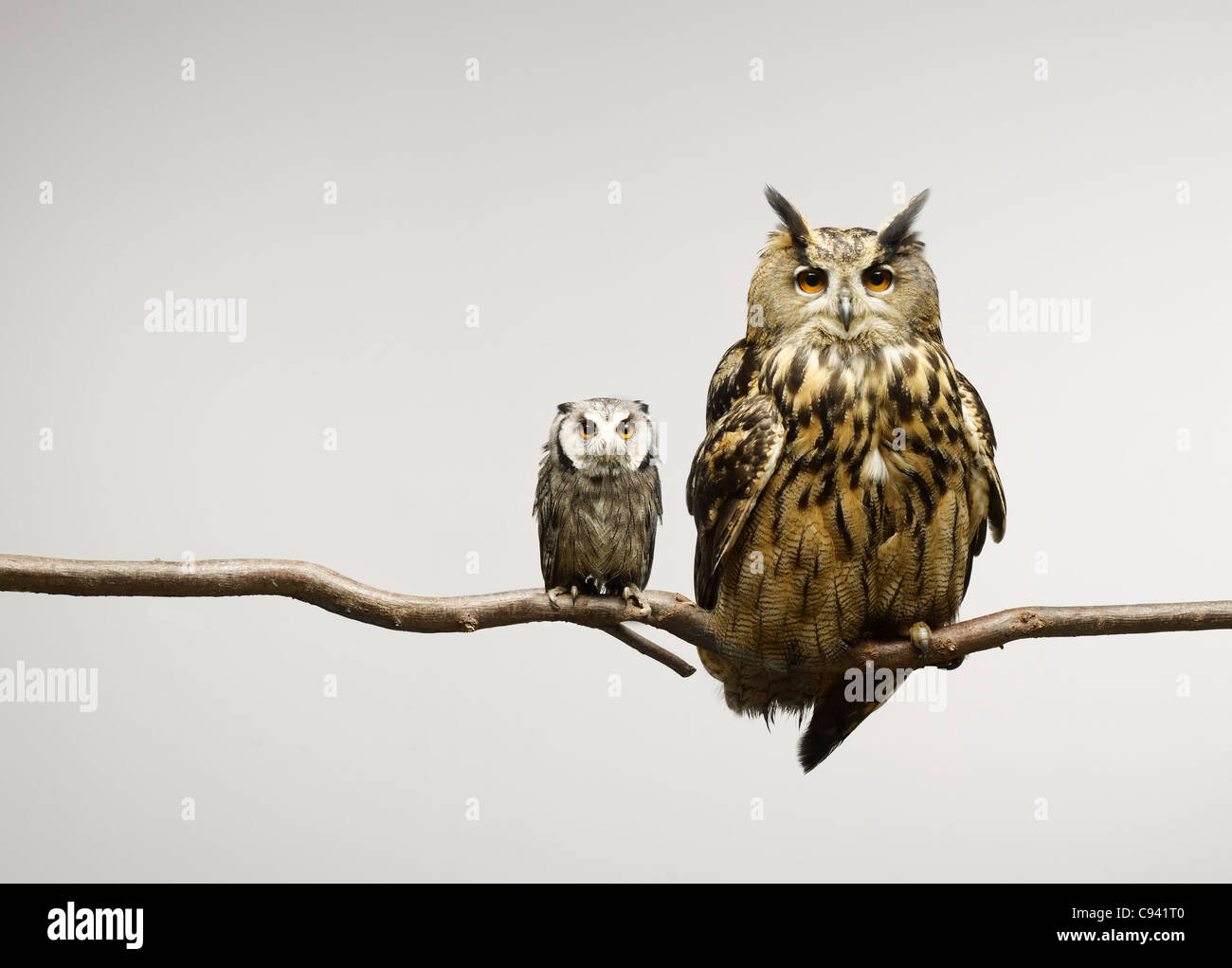 Scops and Eagle Owls sitting together on a branch Stock Photo - Alamy