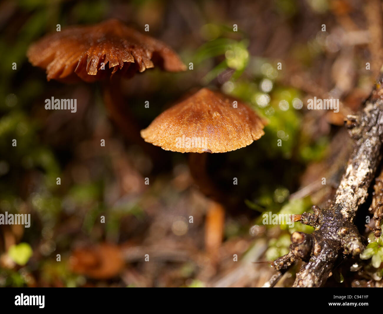 Mushroms hi-res stock photography and images - Alamy