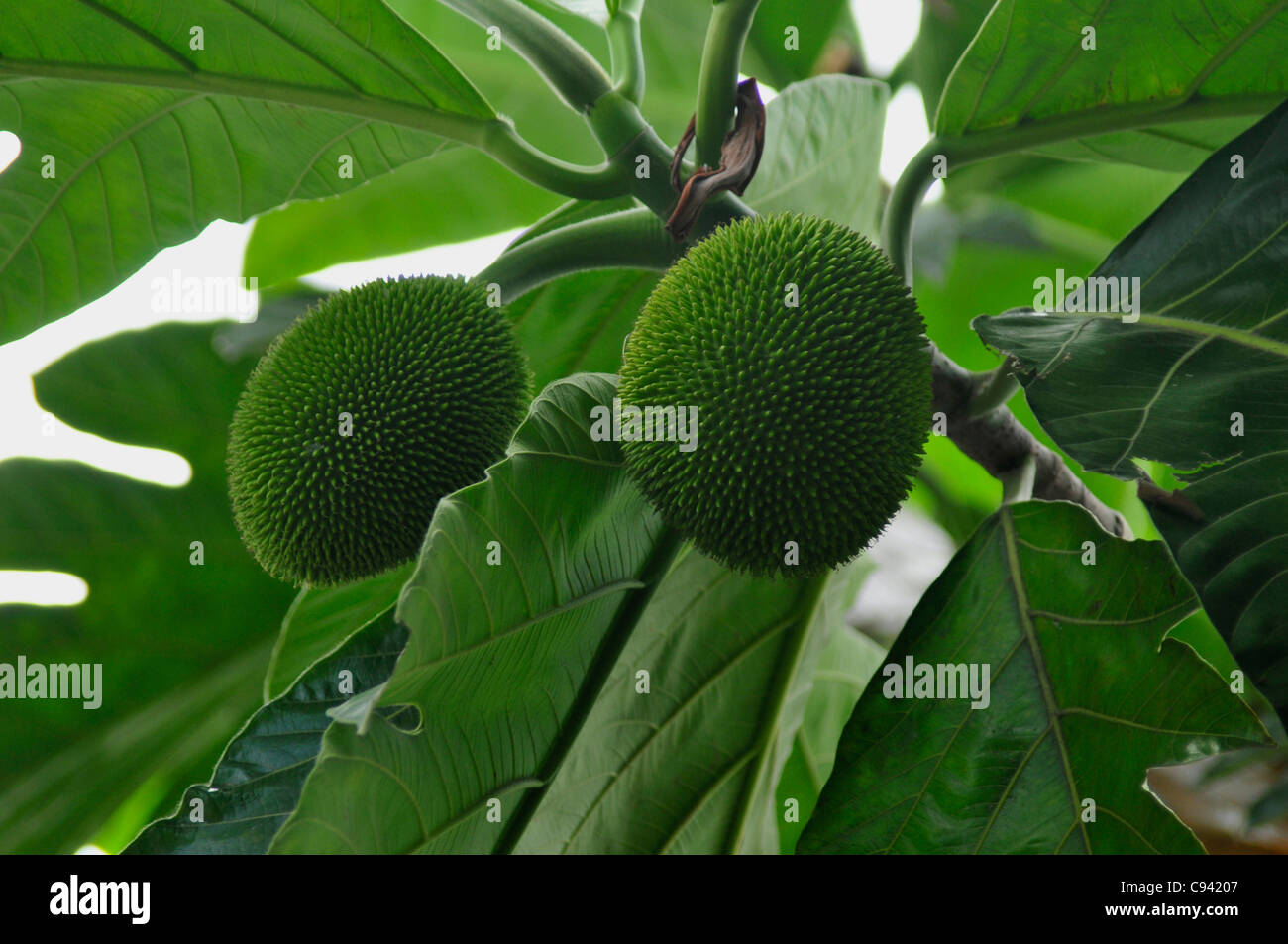 Breadfruit growing on a tree in Ponce, Puerto Rico Stock Photo - Alamy