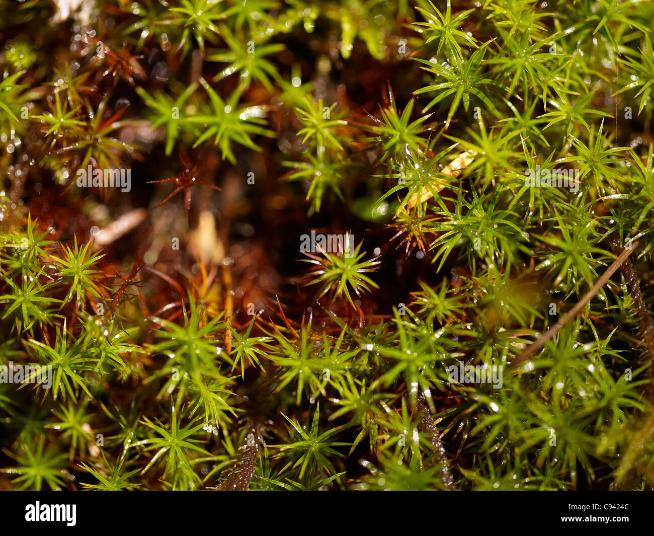 Macro of green grass Stock Photo - Alamy
