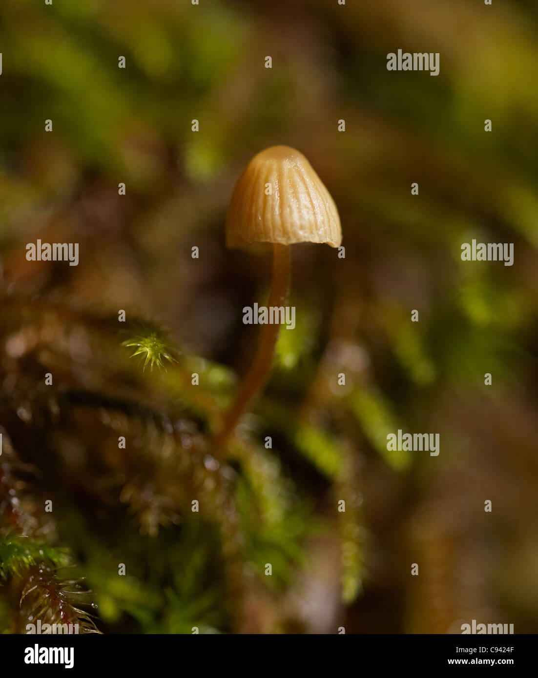 Macro of Mushroms Stock Photo - Alamy