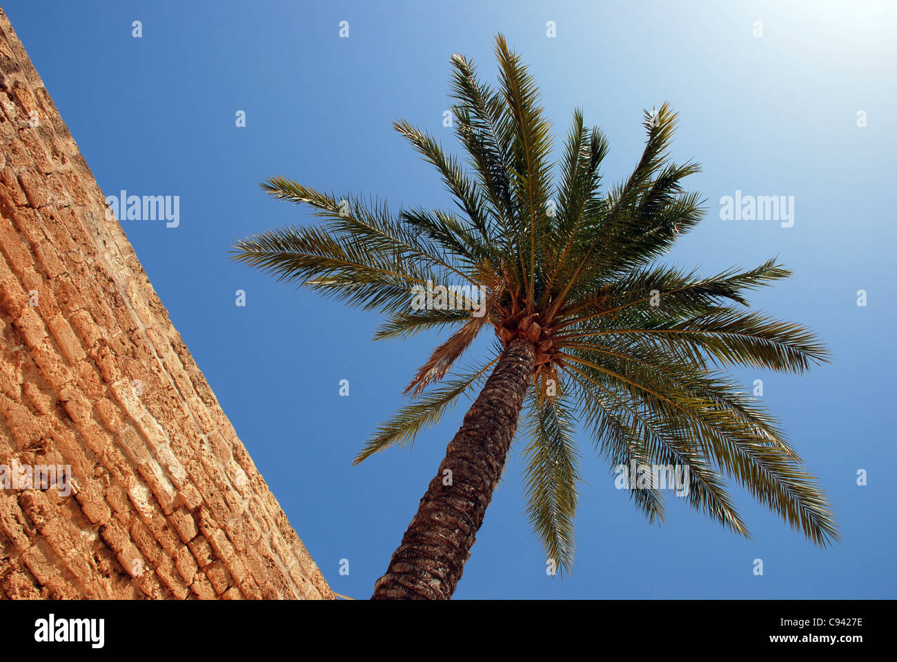 Palm trees in Sydney, Australia Stock Photo - Alamy
