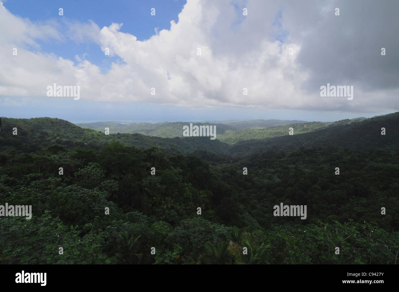 Picture shows the Rain Forest of Puerto Rico Stock Photo - Alamy