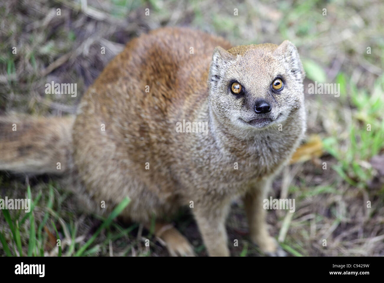 Mongoose hi-res stock photography and images - Alamy