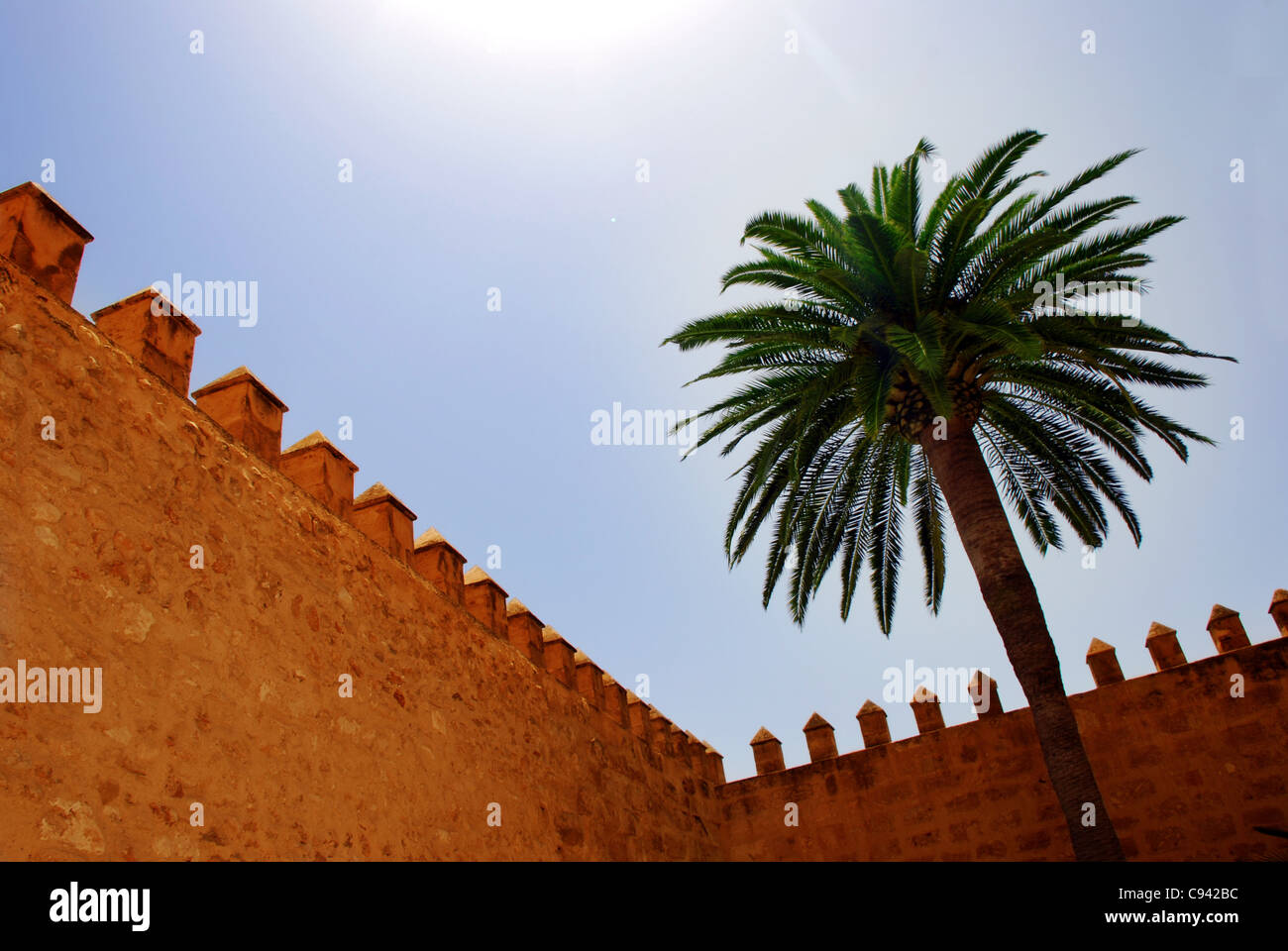 Palm trees background mallorca hi-res stock photography and images - Alamy