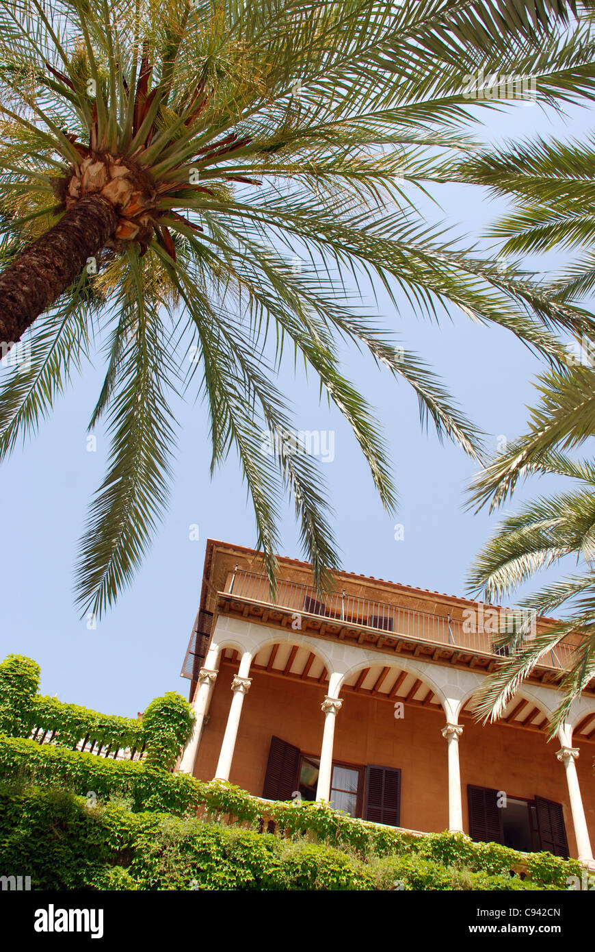 Palm trees in Palma de Mallorca, Spain Stock Photo - Alamy