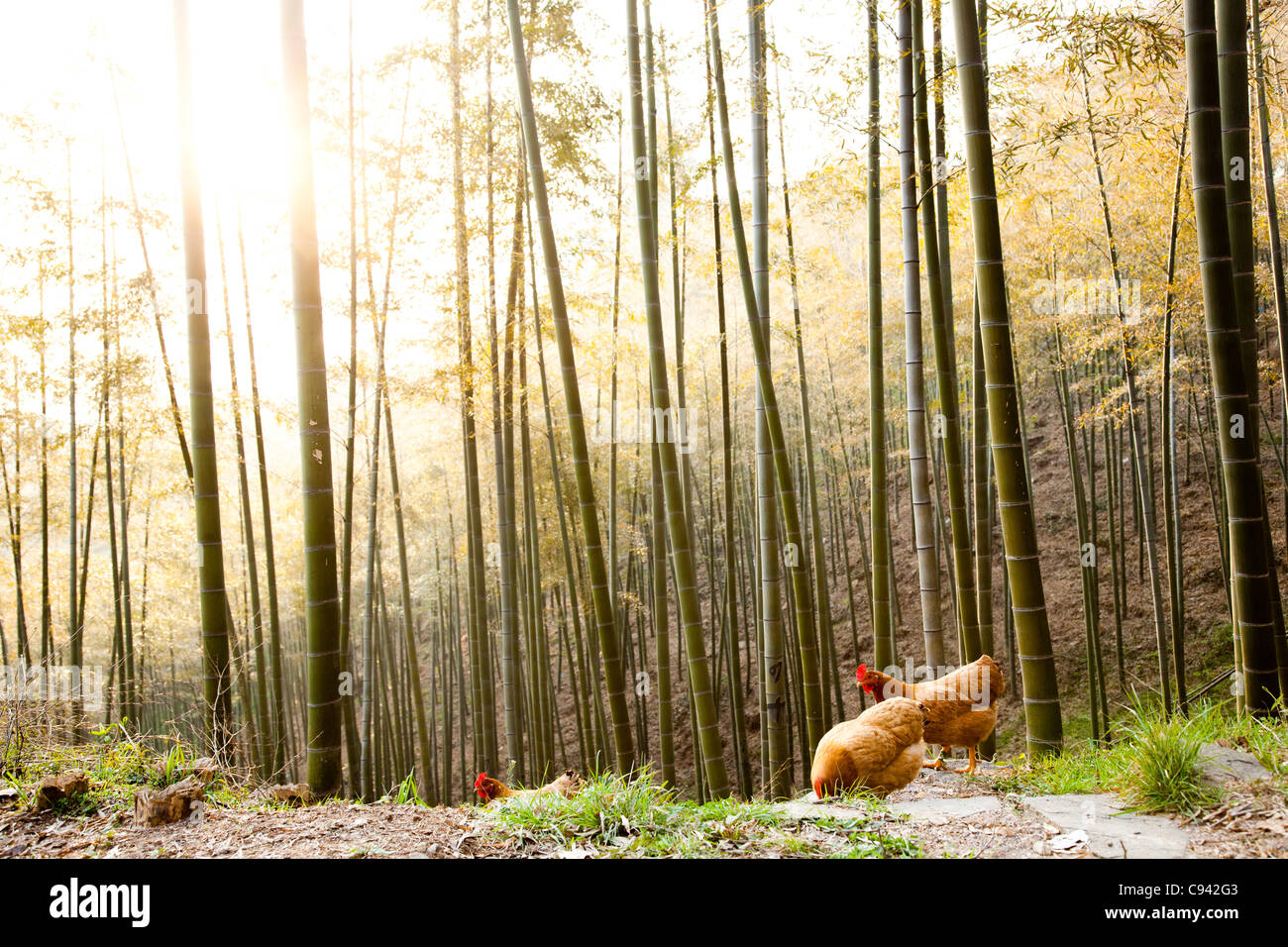 Chicken farm china hi-res stock photography and images - Alamy