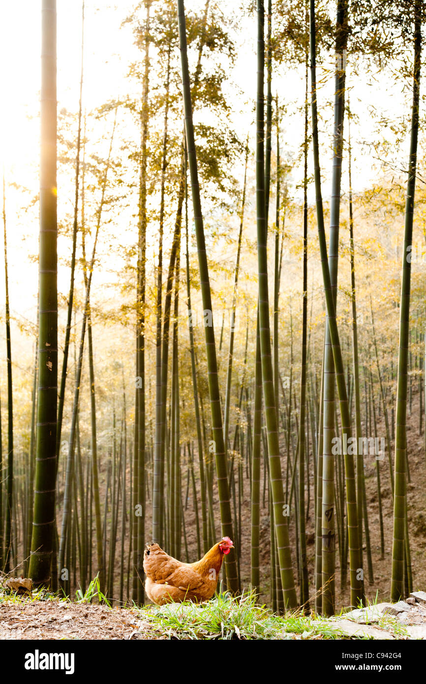 Chicken Of The Forest High Resolution Stock Photography and Images - Alamy