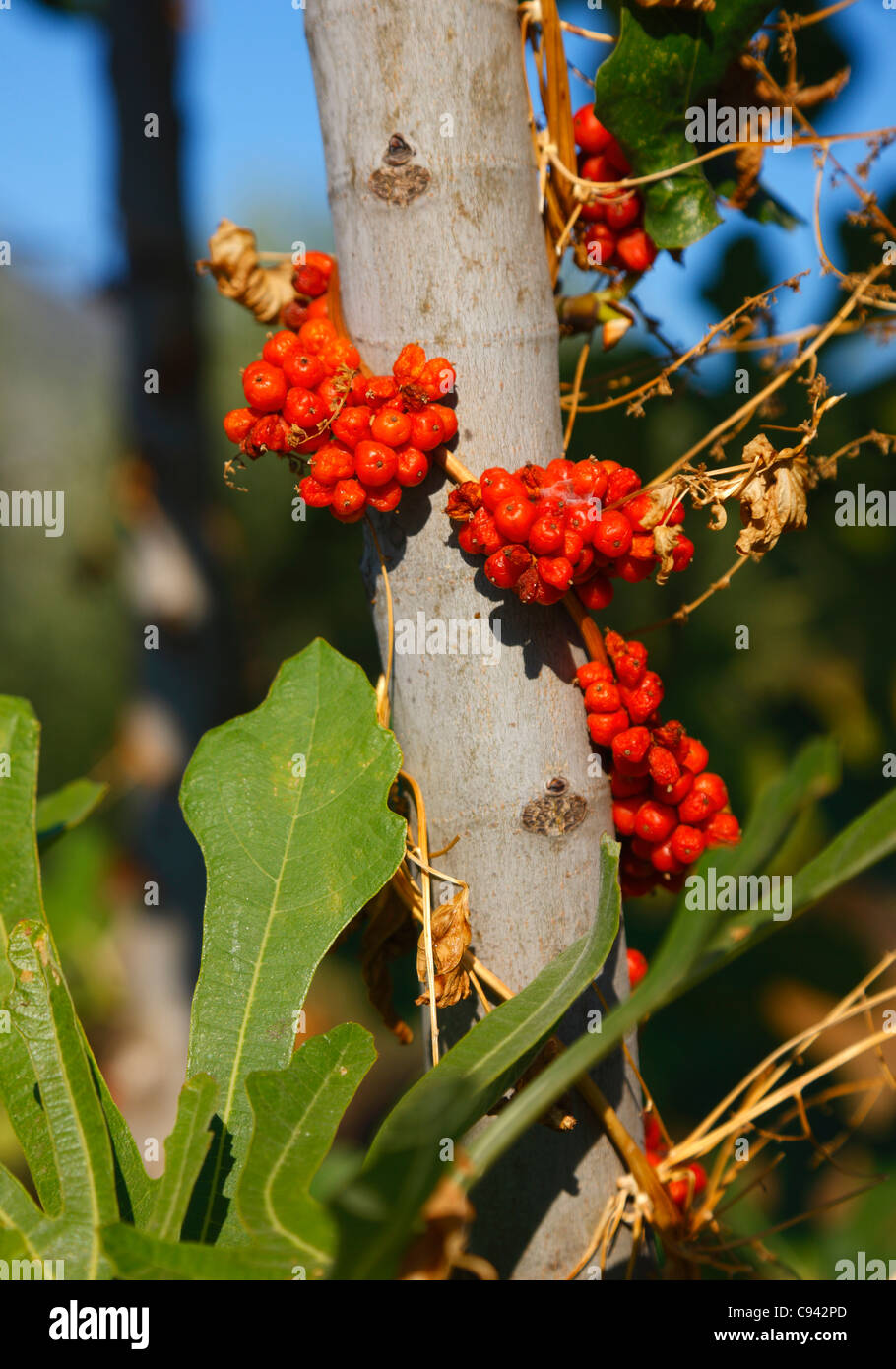 Poison tree hi-res stock photography and images - Alamy