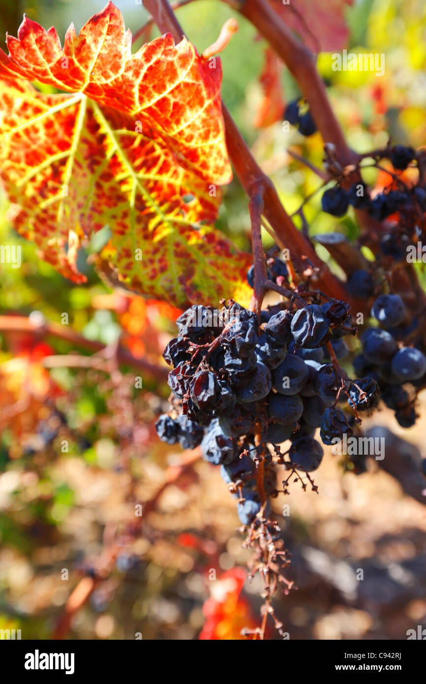 Grapevine in vineyard close hi-res stock photography and images - Alamy