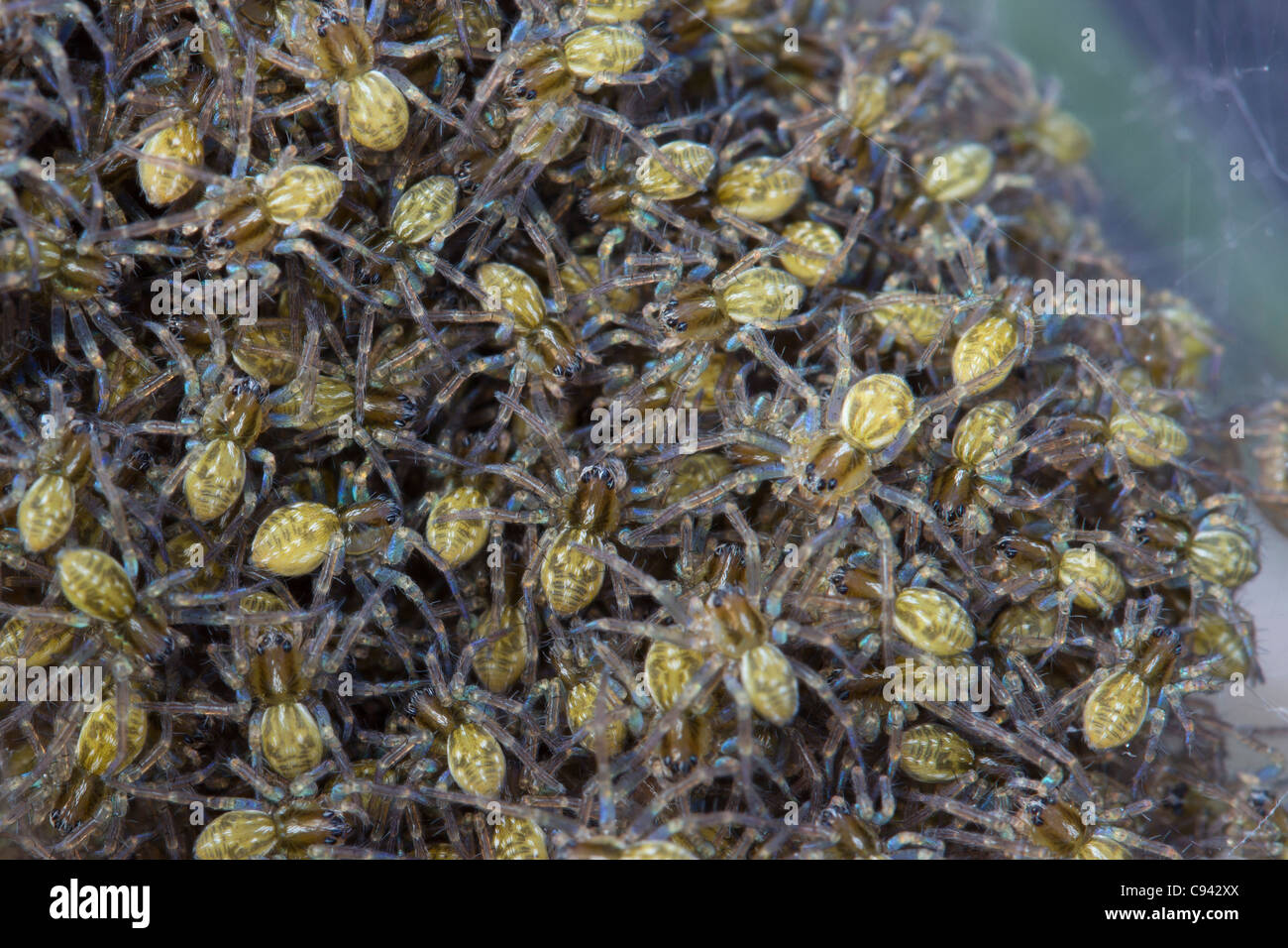 Spider hatchlings hi-res stock photography and images - Alamy