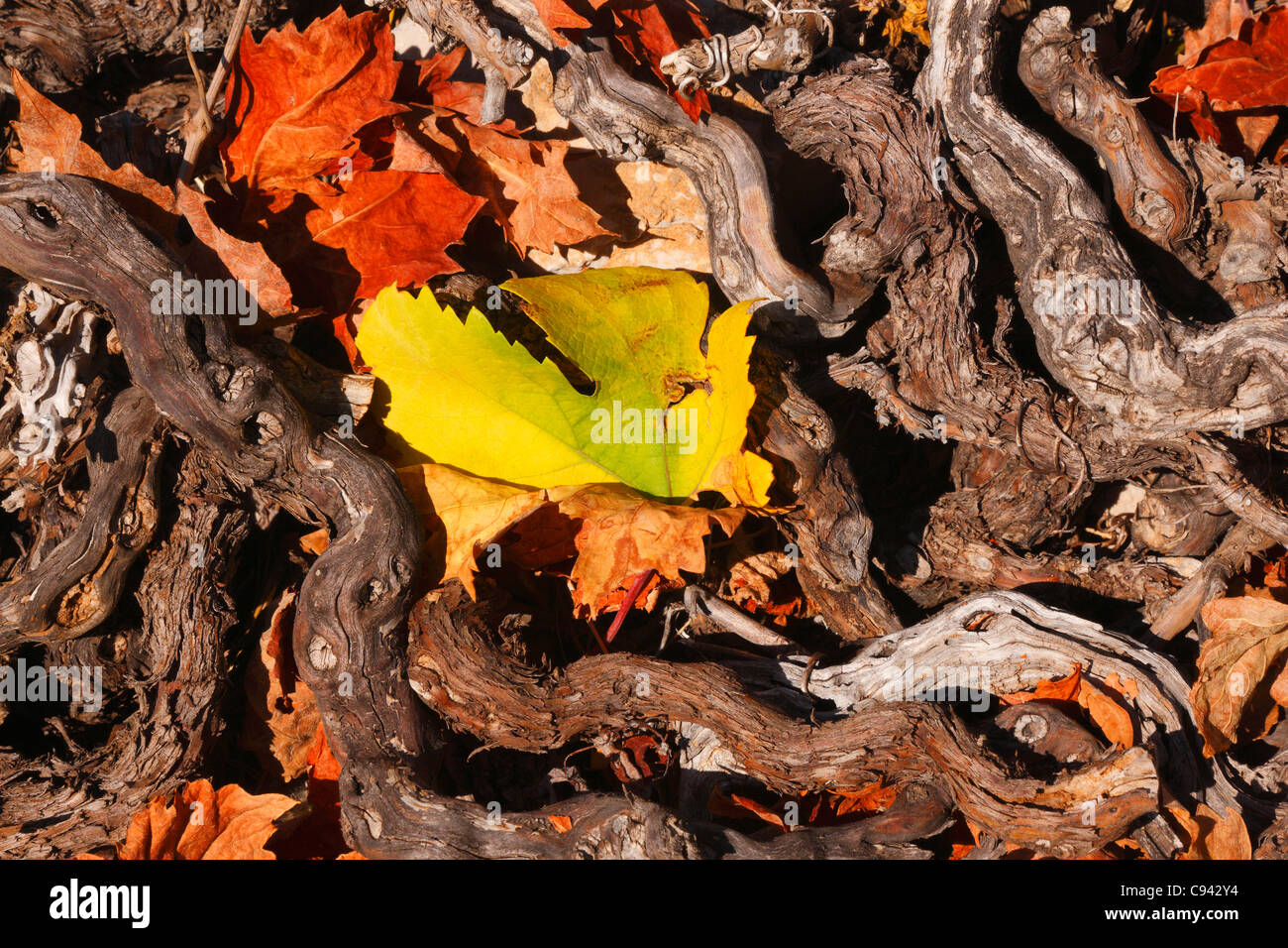 Dry vine branches close up Stock Photo - Alamy