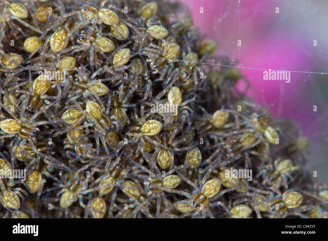 Nest of raft spider (Dolomedes fimbriatus) hatchlings. Dorset, UK Stock ...