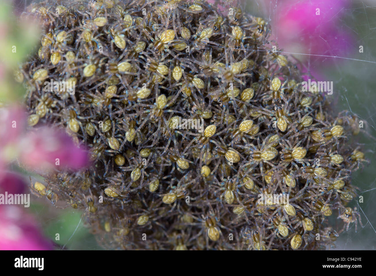 Nest of raft spider (Dolomedes fimbriatus) hatchlings. Dorset, UK Stock ...