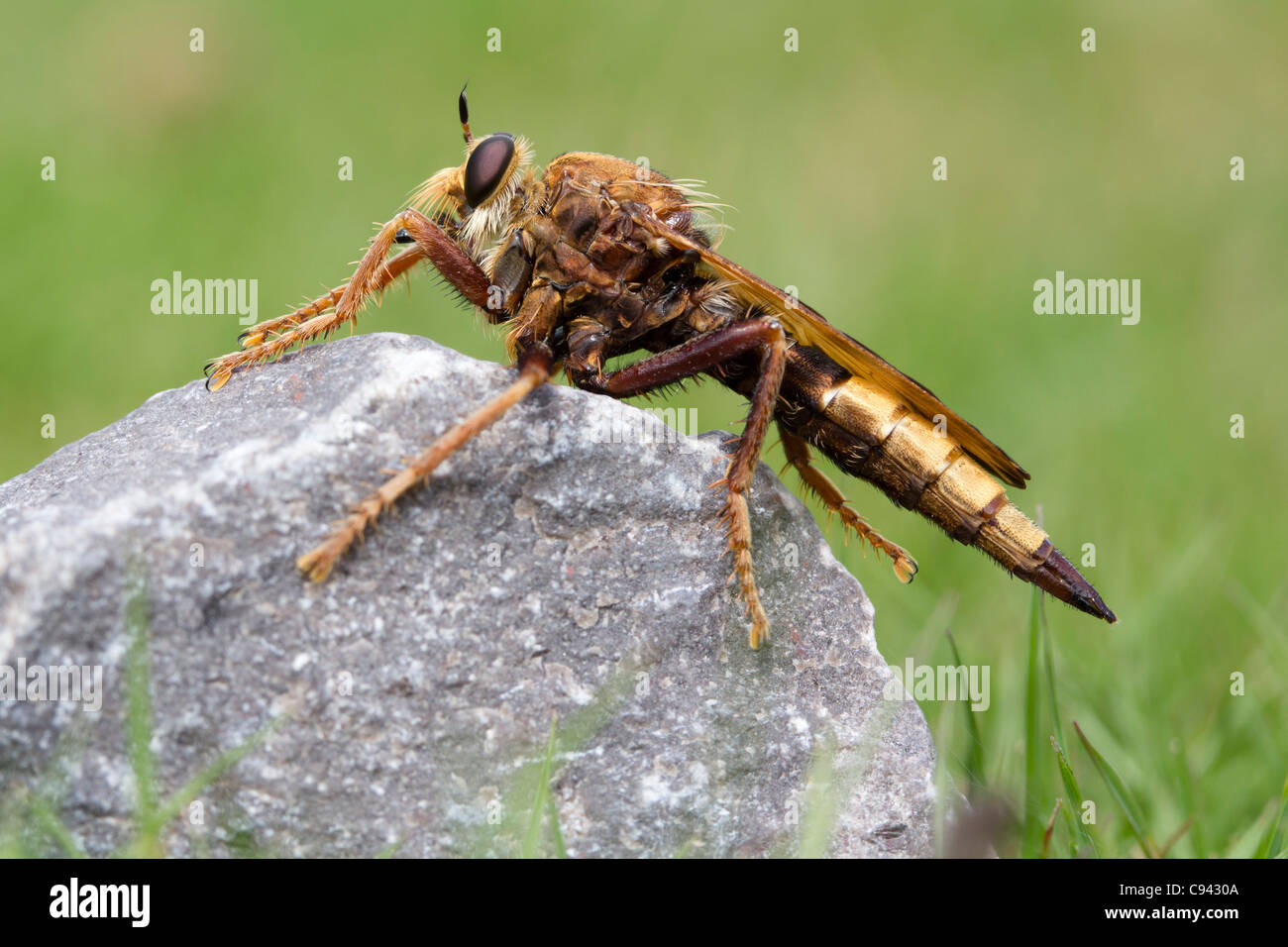 Hornet robberfly (Asilus crabroniformis). Dorset, UK Stock Photo - Alamy