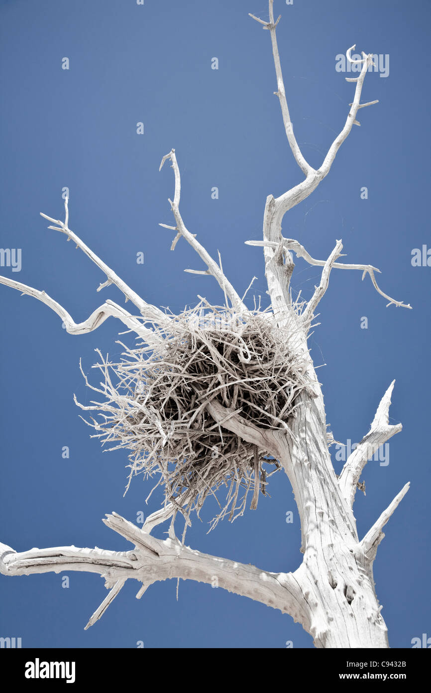 Lifeless Tree High Resolution Stock Photography and Images - Alamy