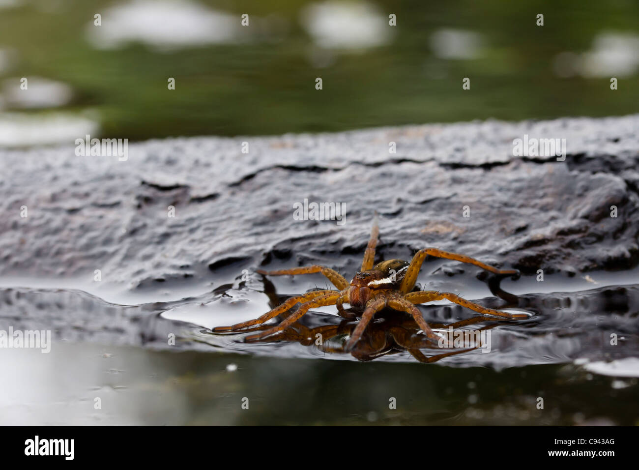 Raft spider hi-res stock photography and images - Alamy