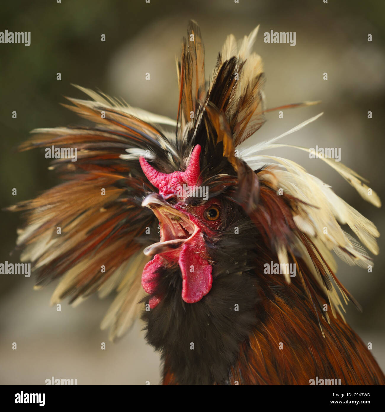 Crazy Rooster With A Fun Hairstyle Crowing Extremely Loud Type That You ...