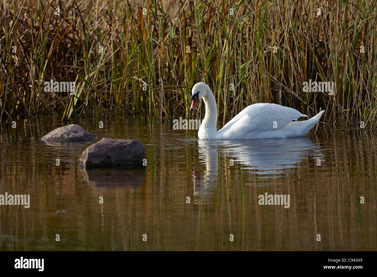 Swan in Llangorse Lake, Brecon Beacons National Park, Wales, UK Stock ...