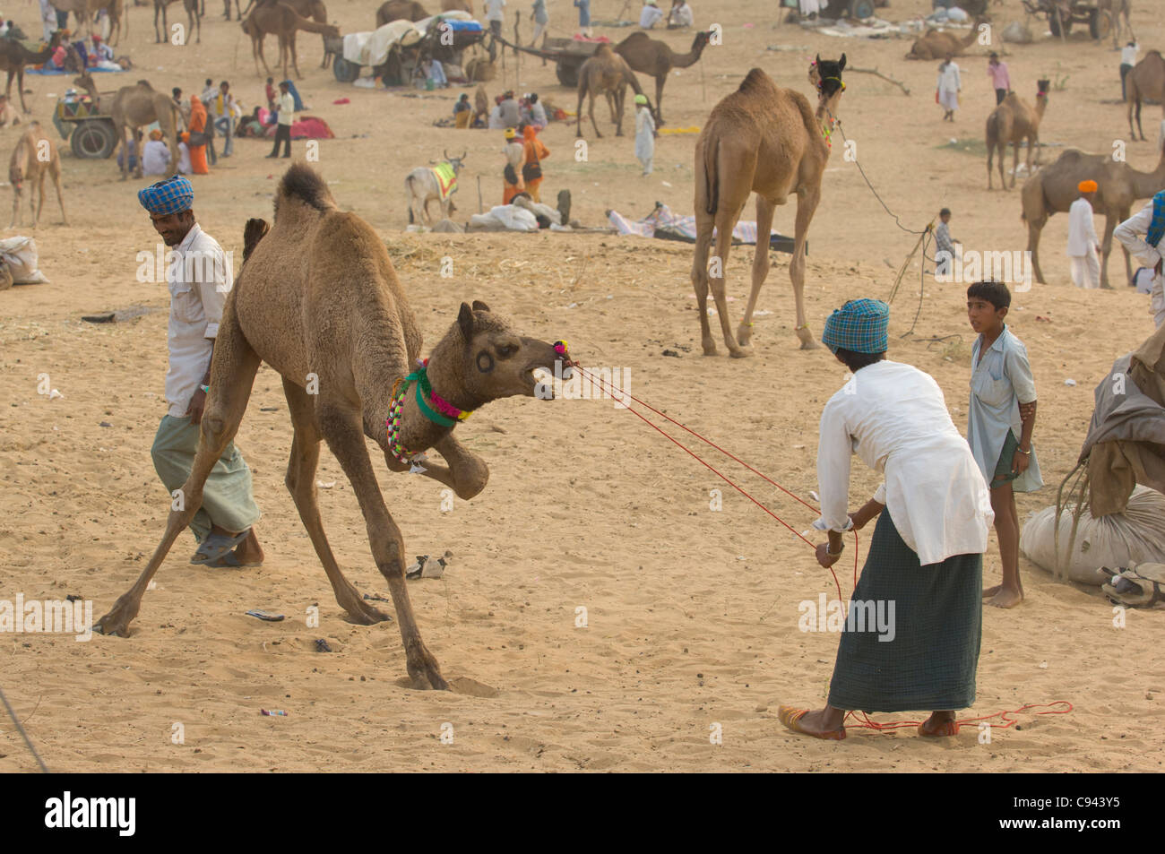 Rajasthani man struggling to control an angry camel, Pushkar Mela ...