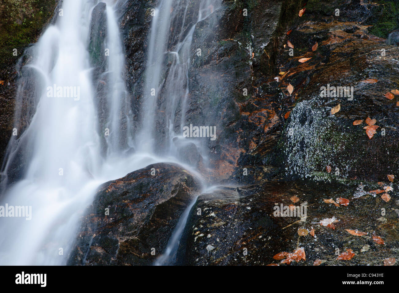 New proteus hi-res stock photography and images - Alamy