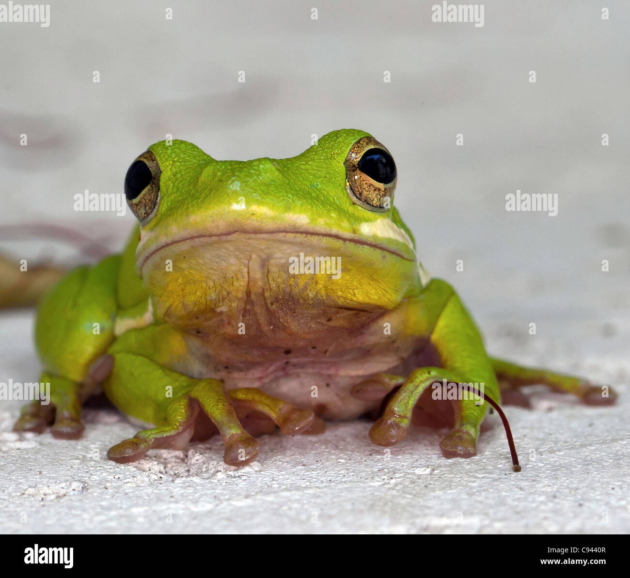 Green tree frog Stock Photo - Alamy
