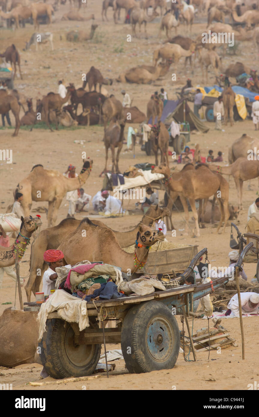 Camel carts in the desert hi-res stock photography and images - Alamy