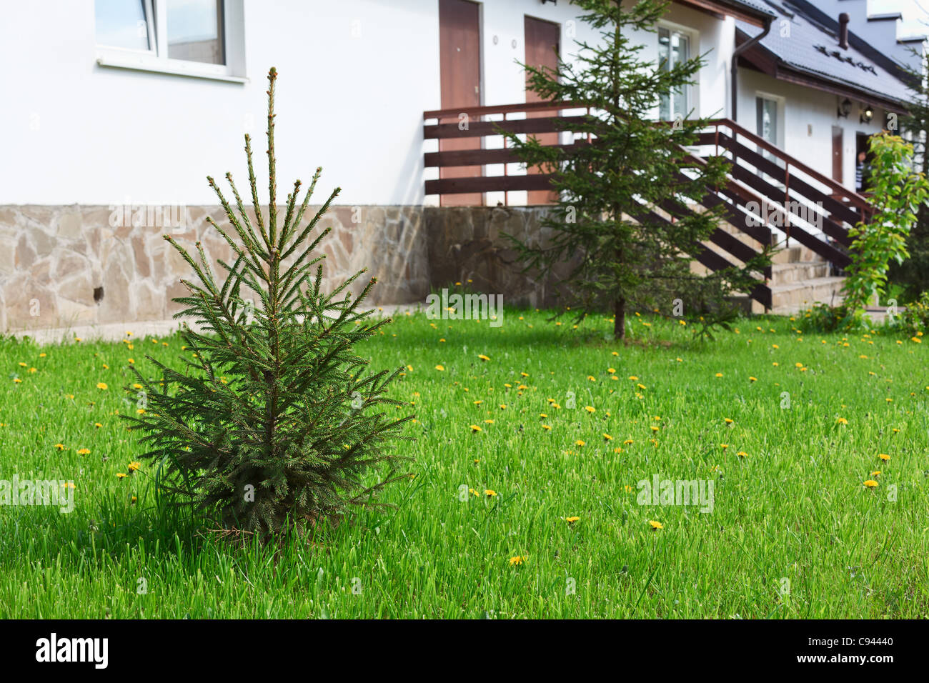 Landscaping yard near house porch with small fir-tree. Russian holiday ...