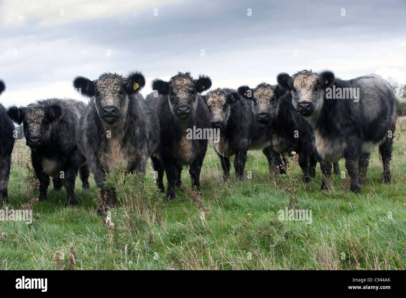 Herd of Blue-gray crossbred heifers. White Shorthorn X Galloway Stock ...
