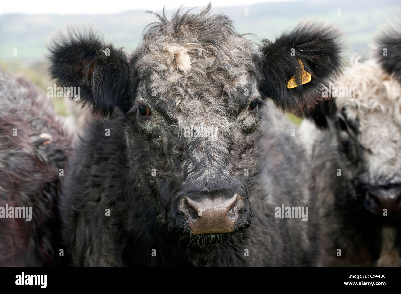 Native herd of cows uk hi-res stock photography and images - Alamy