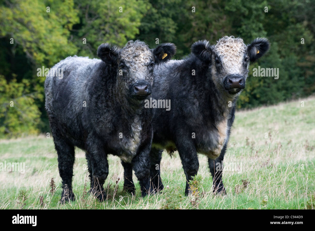 Pair of Blue-gray crossbred heifers. White Shorthorn X Galloway Stock ...