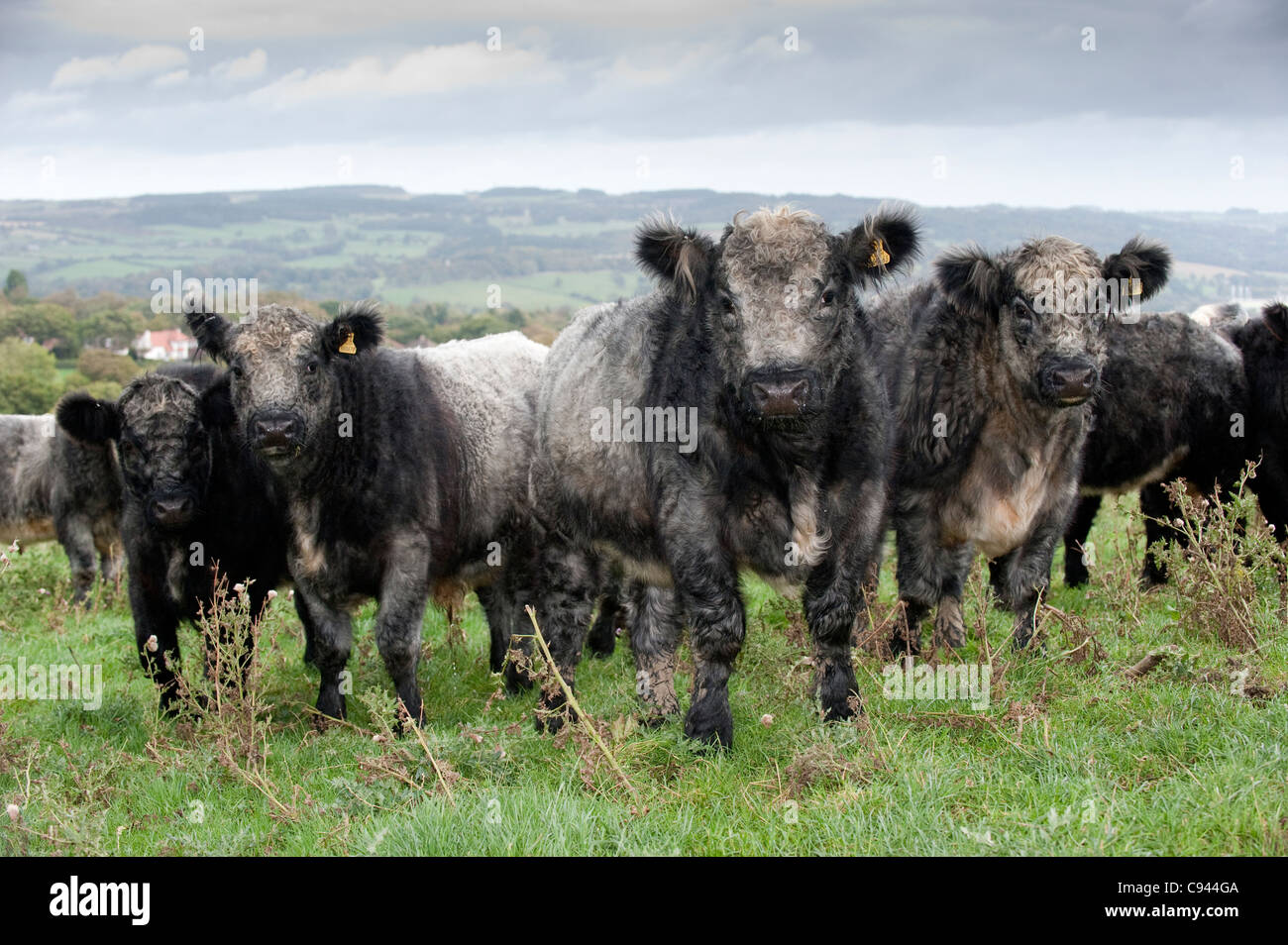 Herd of Blue-gray crossbred steers. White Shorthorn X Galloway Stock ...