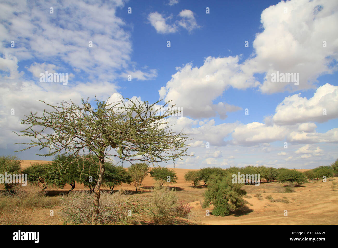 Gerar hi-res stock photography and images - Alamy