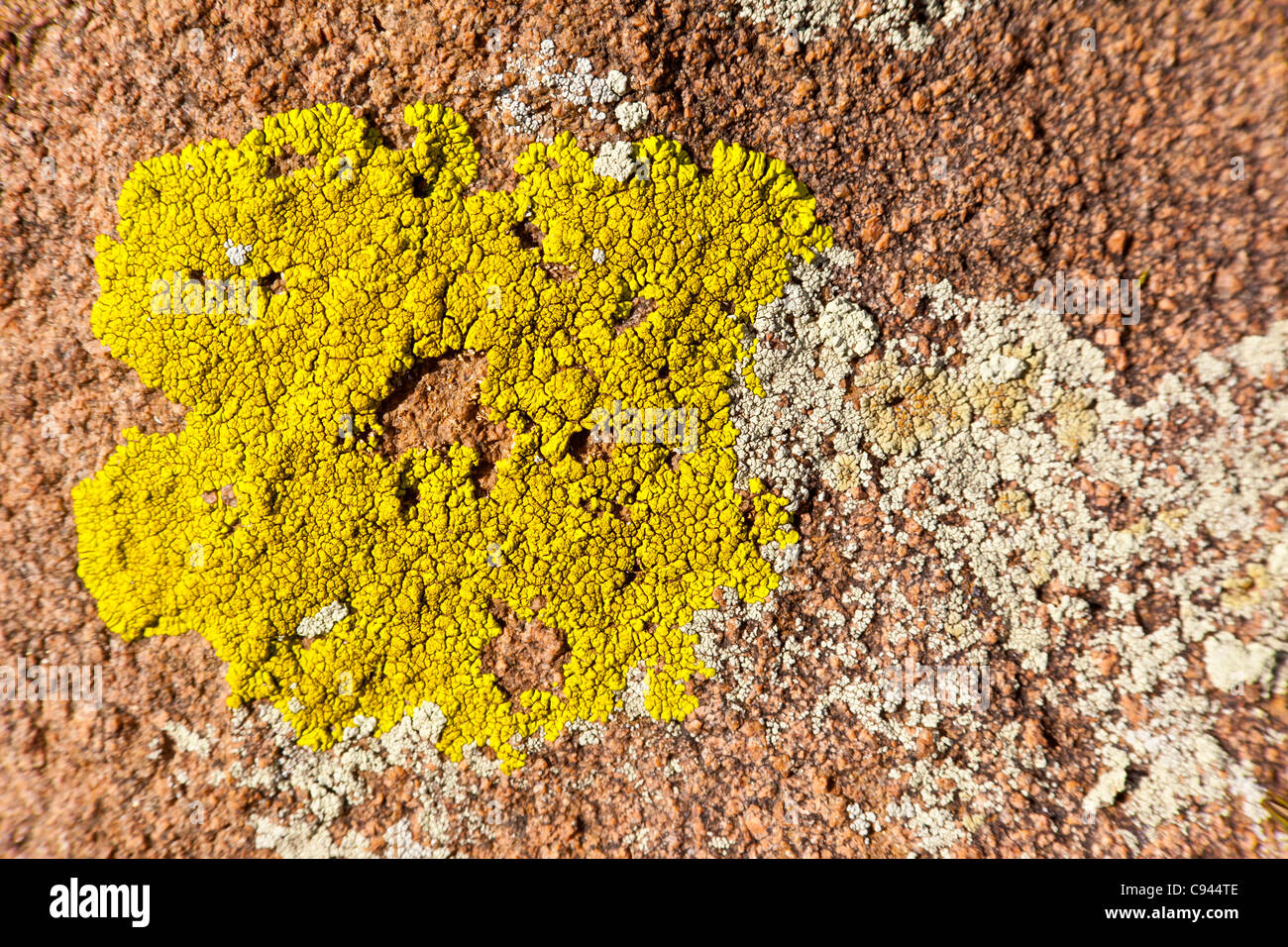 Lichen in the desert hi-res stock photography and images - Alamy