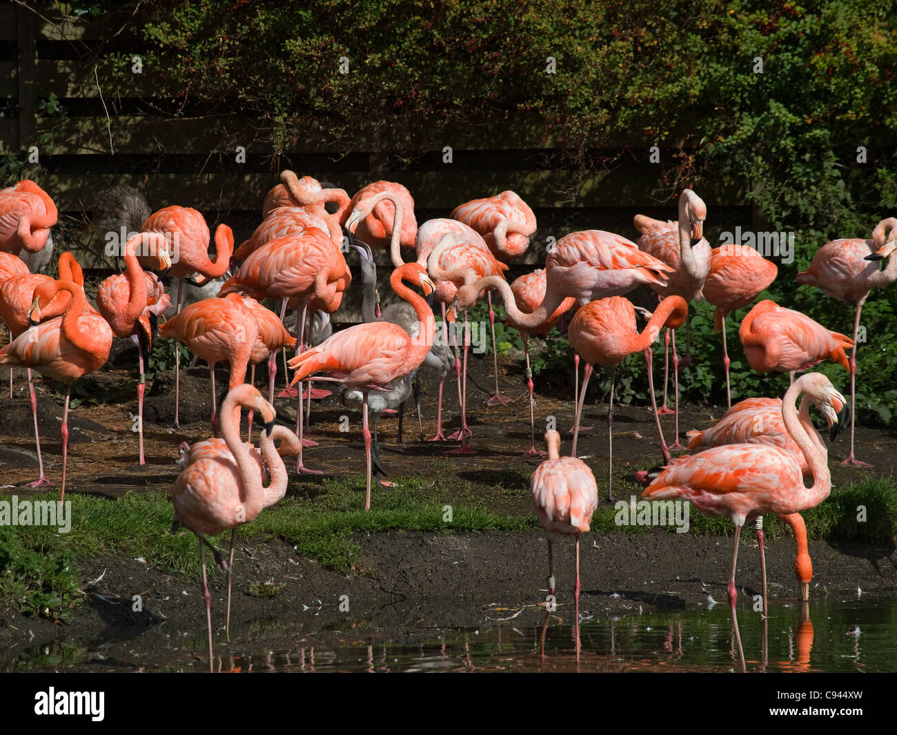 Wetlands and wildfowl trust hi-res stock photography and images - Alamy