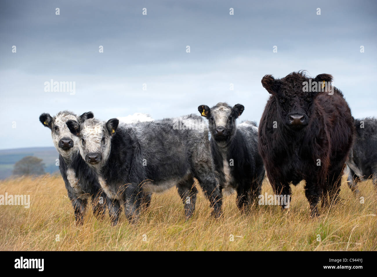 Galloway cattle with crossbred blue gray calves at foot, sired by ...