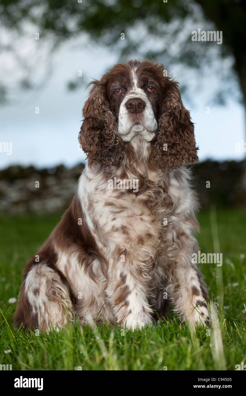 Springer spaniel dog hi-res stock photography and images - Alamy