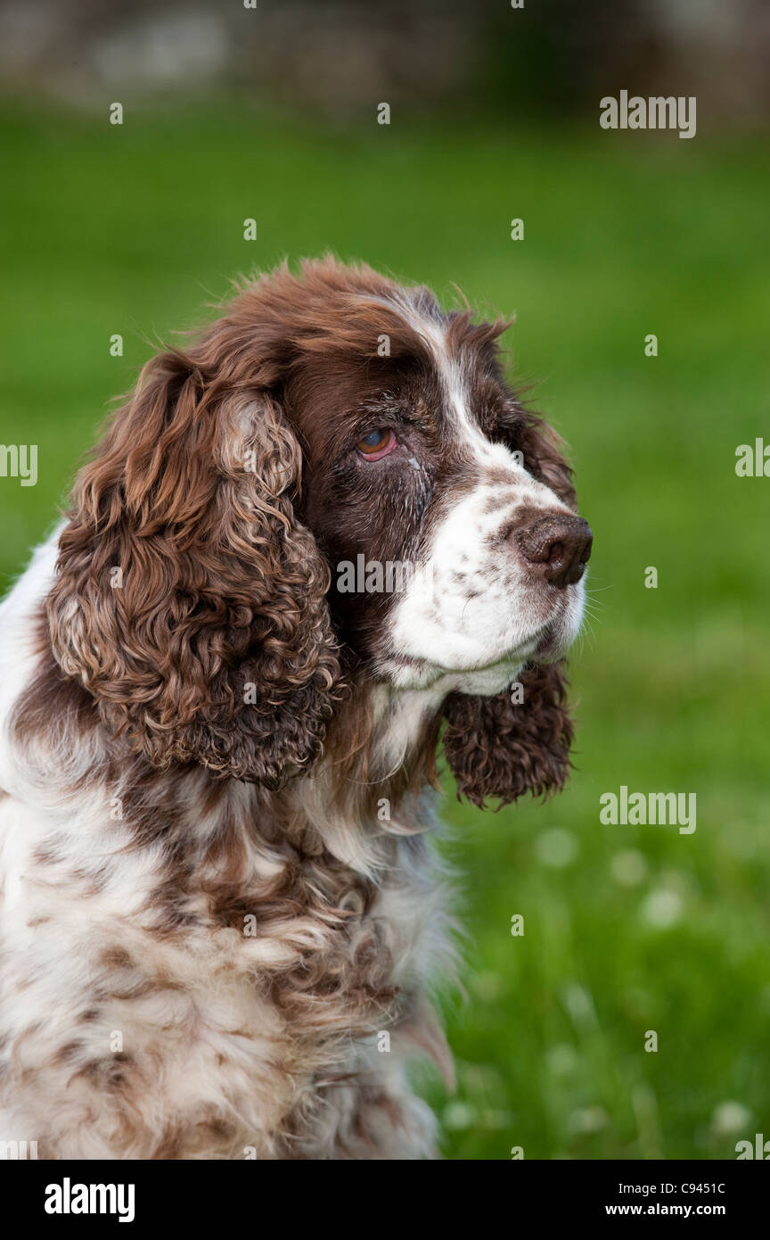 Old Springer Spaniel dog sitting in field Stock Photo - Alamy