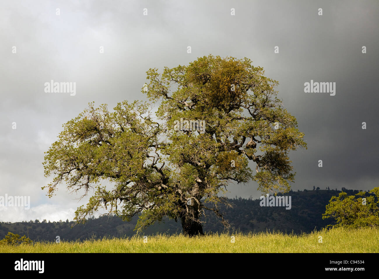 Los padres national forest hi-res stock photography and images - Alamy