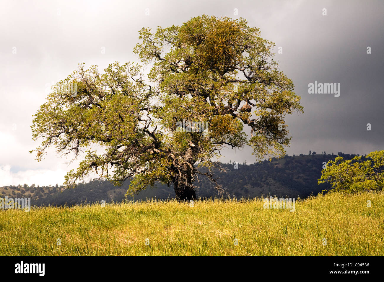 California hills oak tree hi-res stock photography and images - Alamy