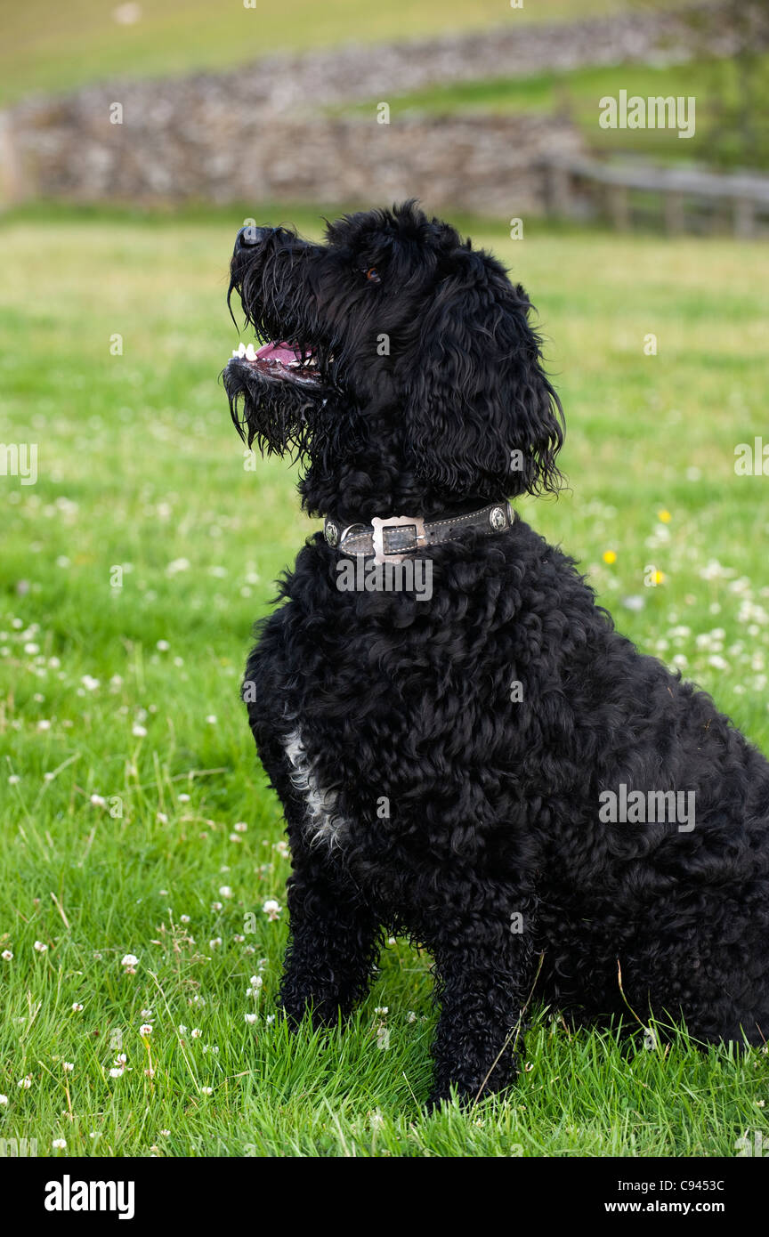 Labradoodle dog sitting waiting for command Stock Photo - Alamy
