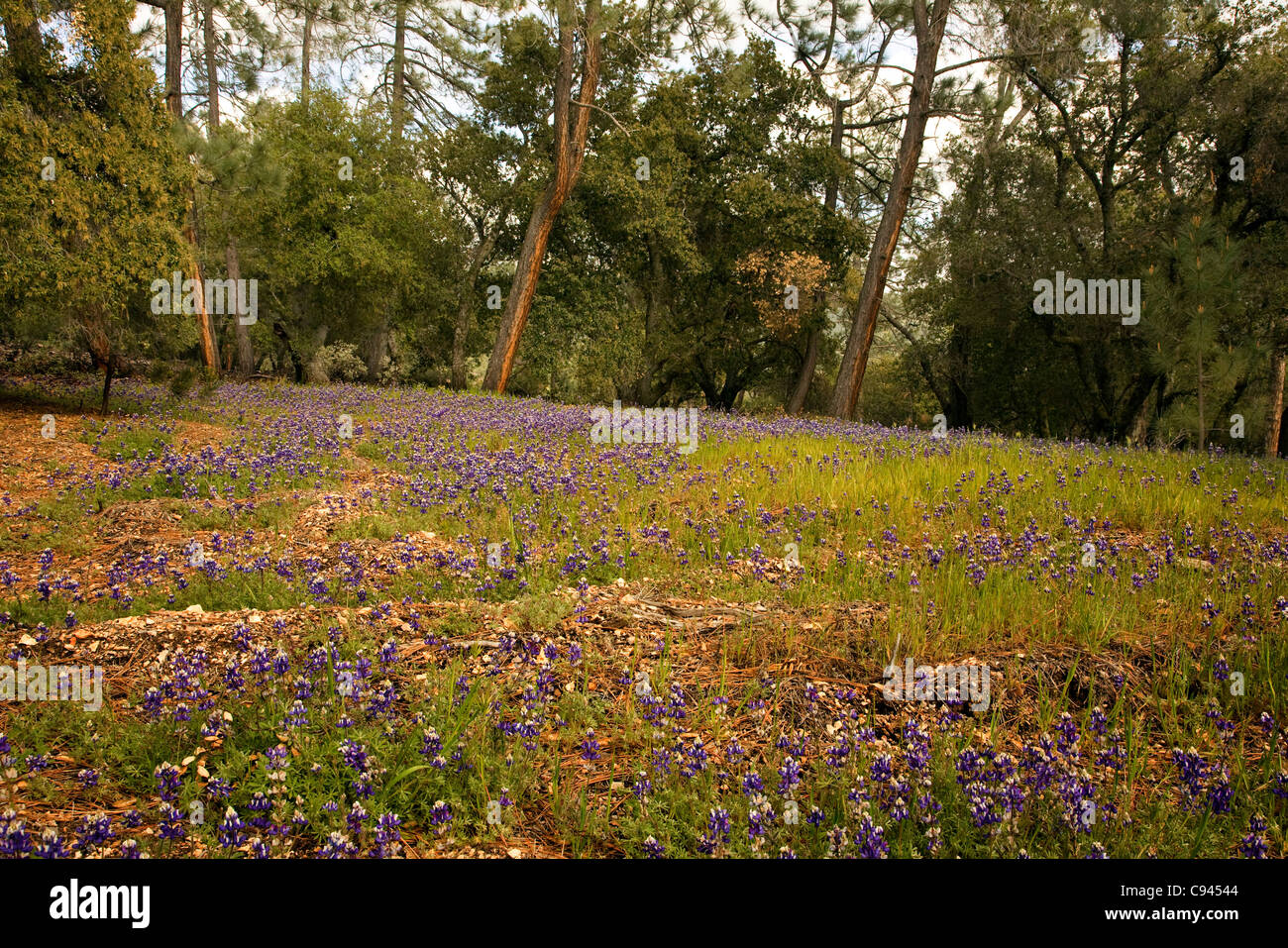 CALIFORNIA - Lupine growing in small meadow on the side of Figueroa ...