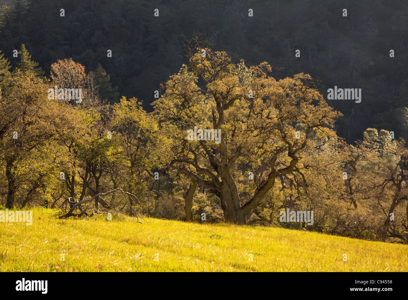 CALIFORNIA - Oak trees along Figueroa Mountain Road in the Los Padres ... CALIFORNIA - Oak trees along Figueroa Mountain Road in the Los Padres ...