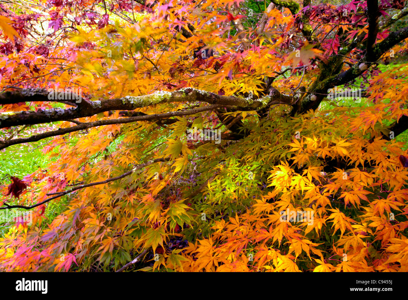 Acer trees hi-res stock photography and images - Alamy
